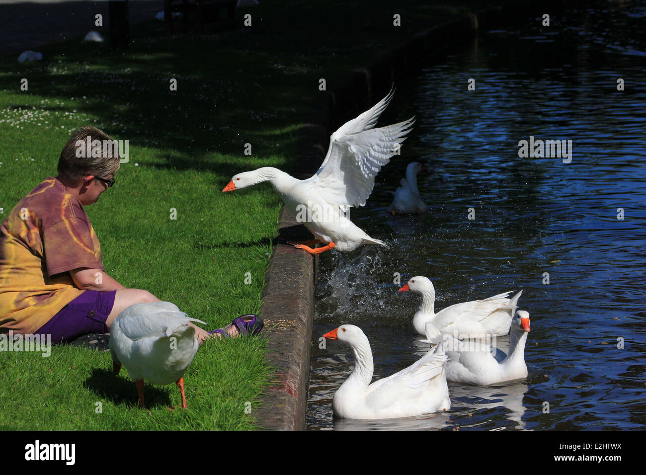 Domestic goose climbing from canal to be fed Stock Photo - Alamy