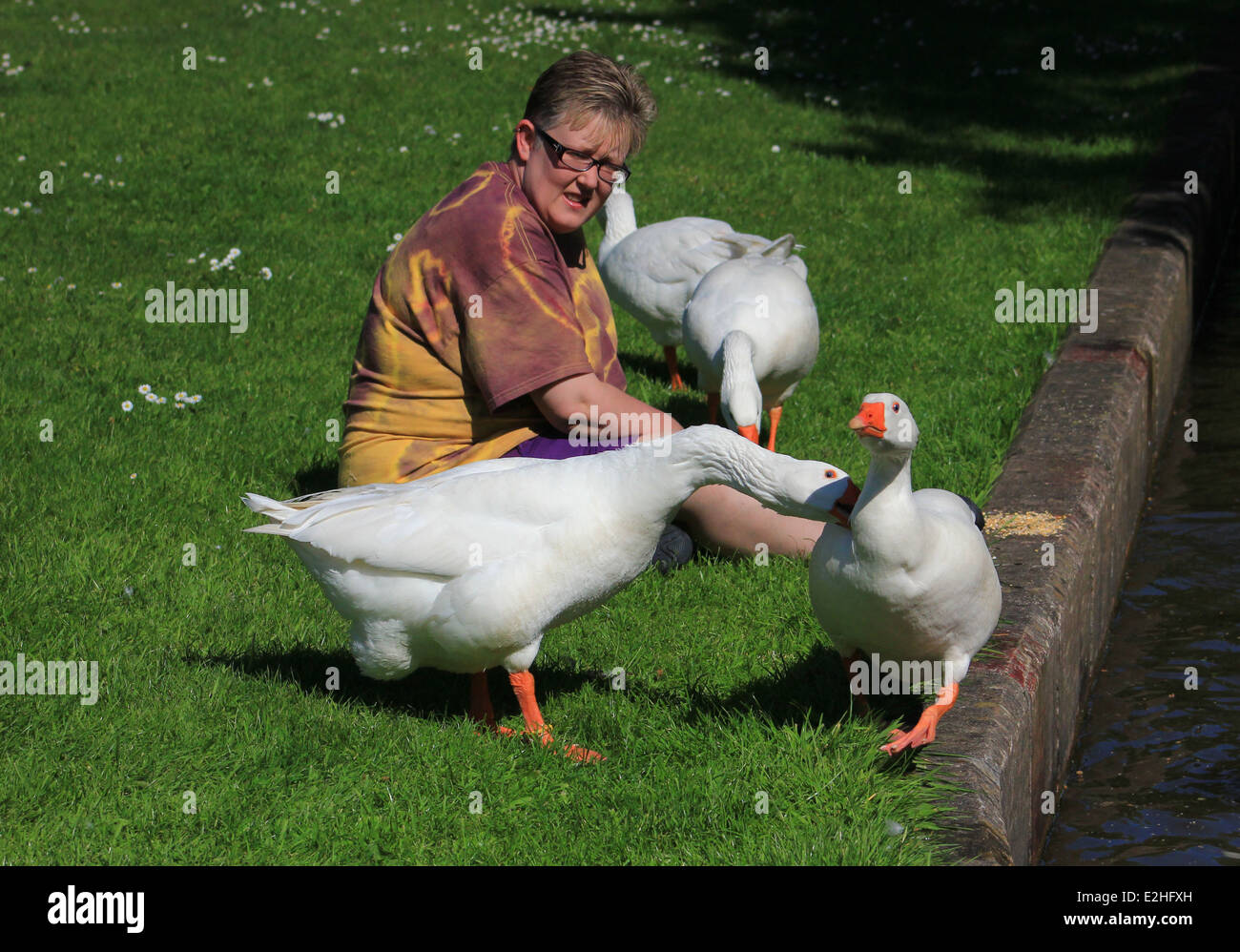 Goose fighting domestic hi-res stock photography and images - Alamy