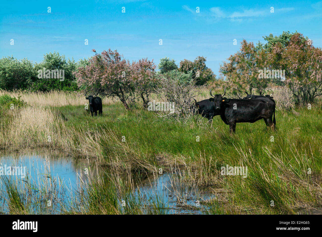 Camargue Cattle, France Stock Photo - Alamy