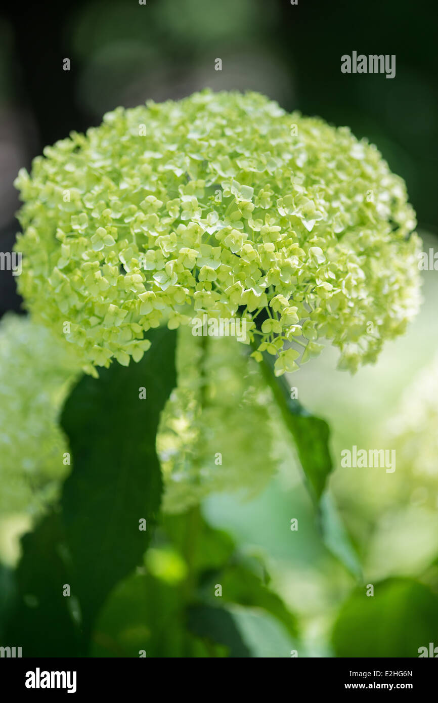Pale green hydrangea flowers close up Stock Photo - Alamy