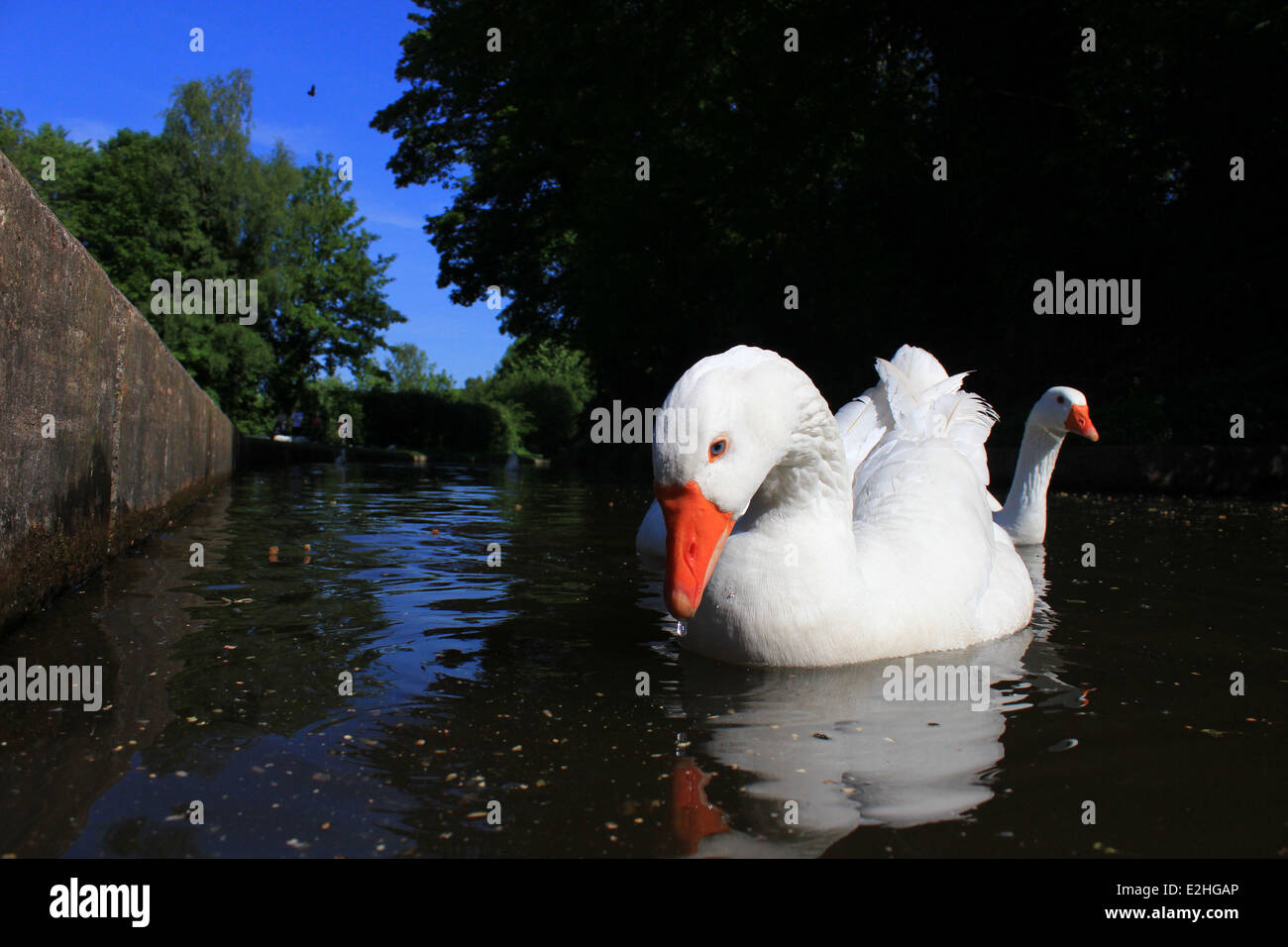 Domestic geese feeding in Llangollen Canal Stock Photo - Alamy