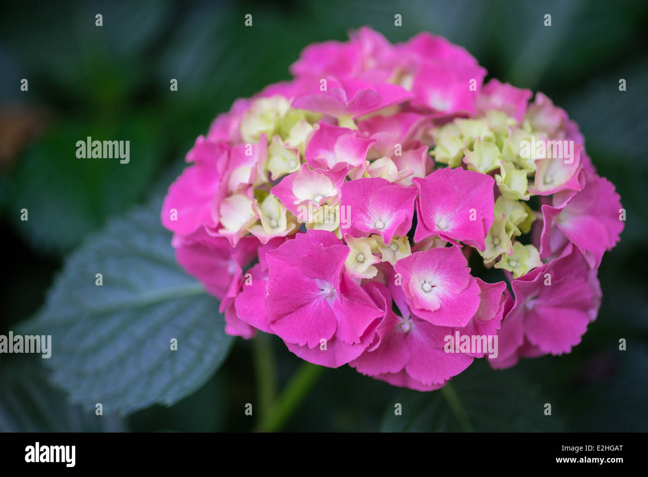 Pink hydrangea flowers close up Stock Photo - Alamy