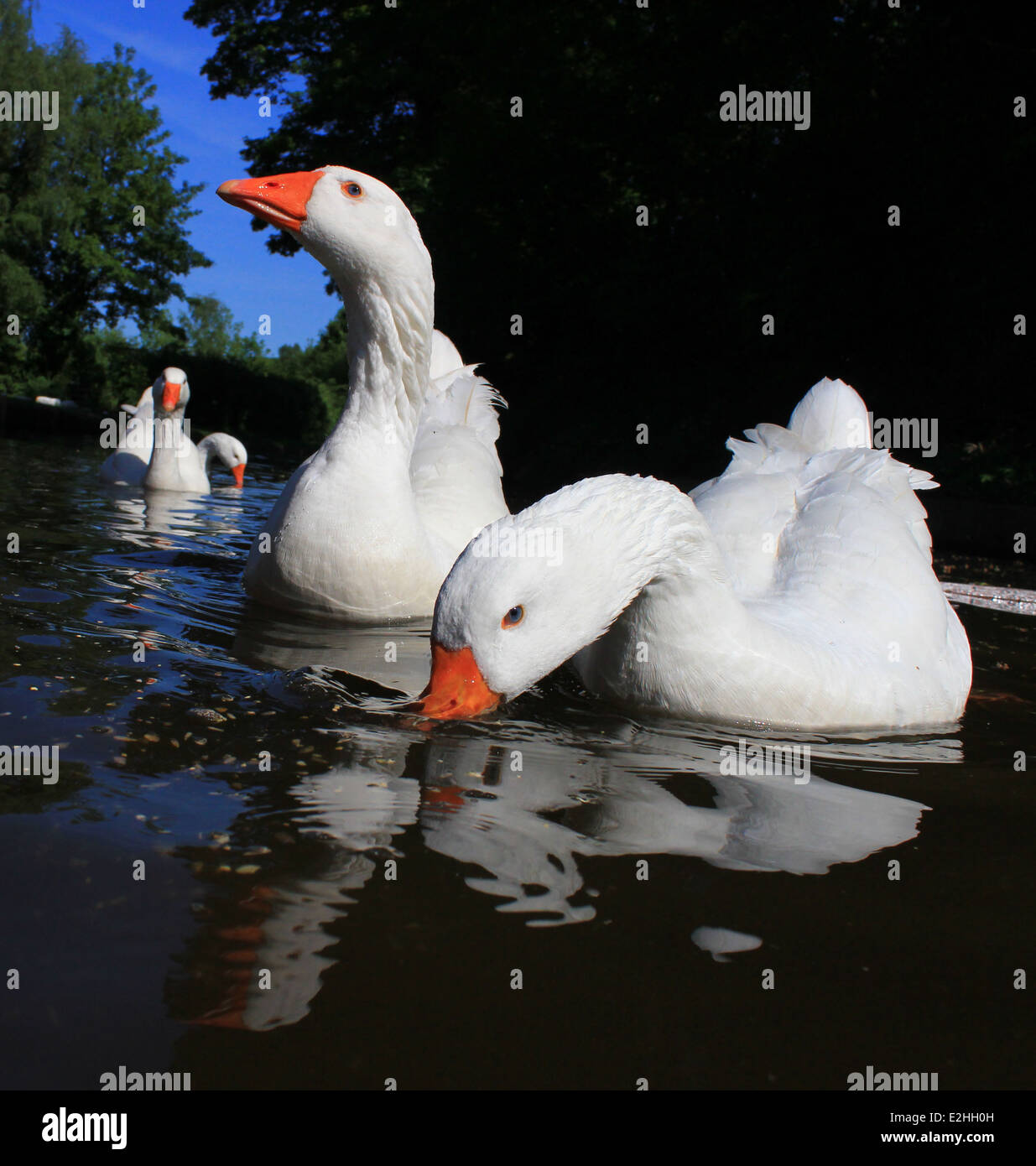 Domestic geese feeding in Llangollen Canal Stock Photo - Alamy