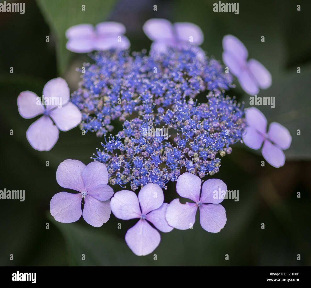 Purple flowers up close hi-res stock photography and images - Alamy