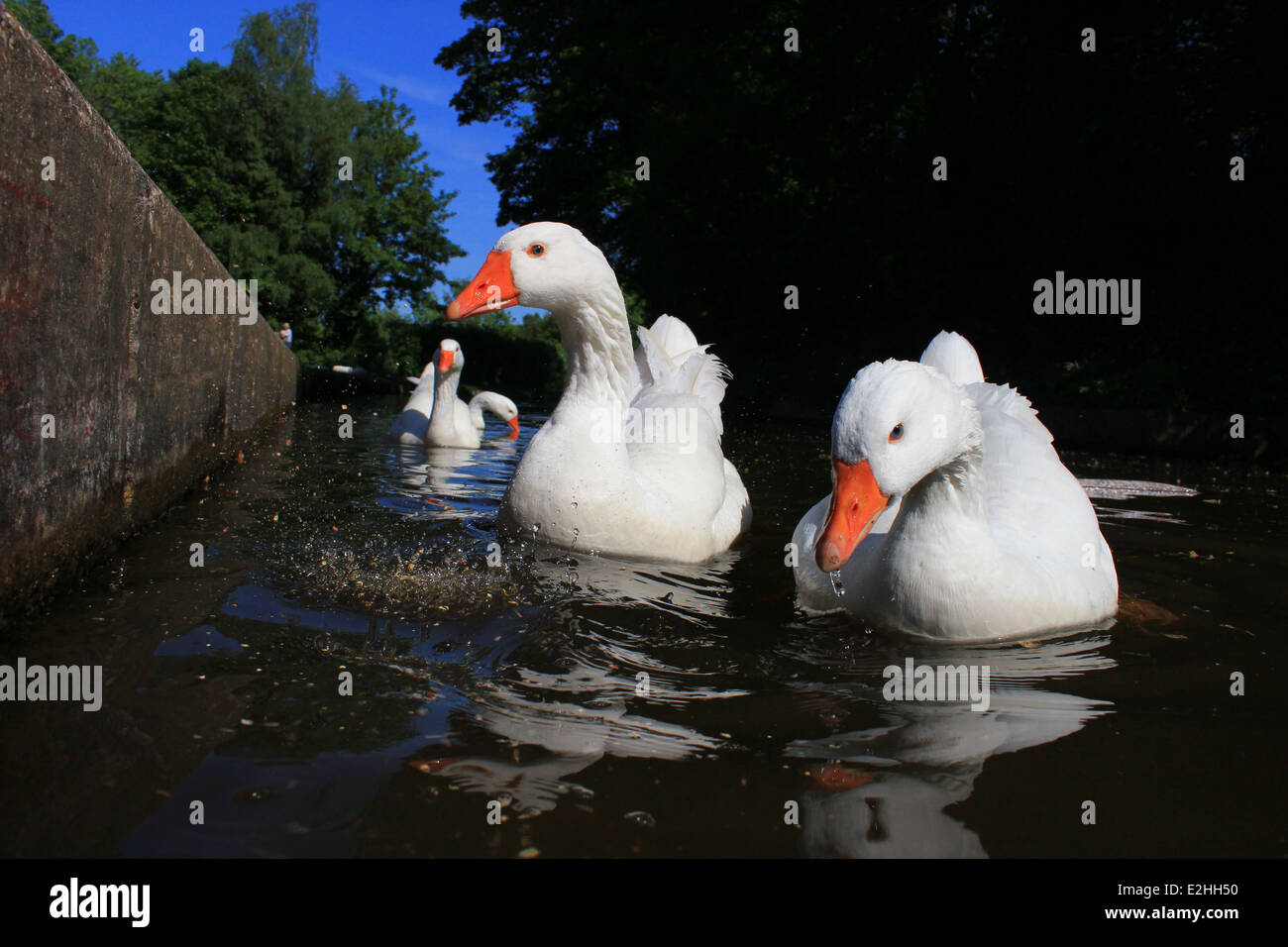Feeding domestic geese hi-res stock photography and images - Alamy