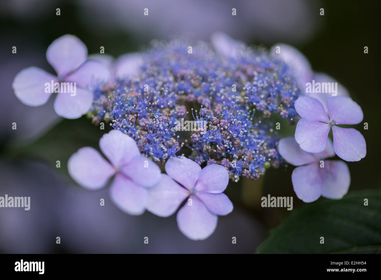 Purple hydrangea flowers close up Stock Photo - Alamy