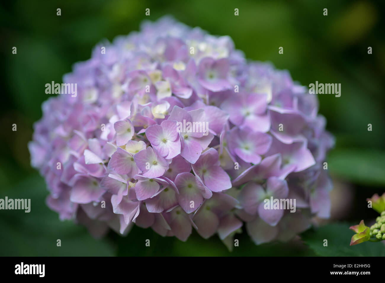 Purple hydrangea flowers close up Stock Photo - Alamy