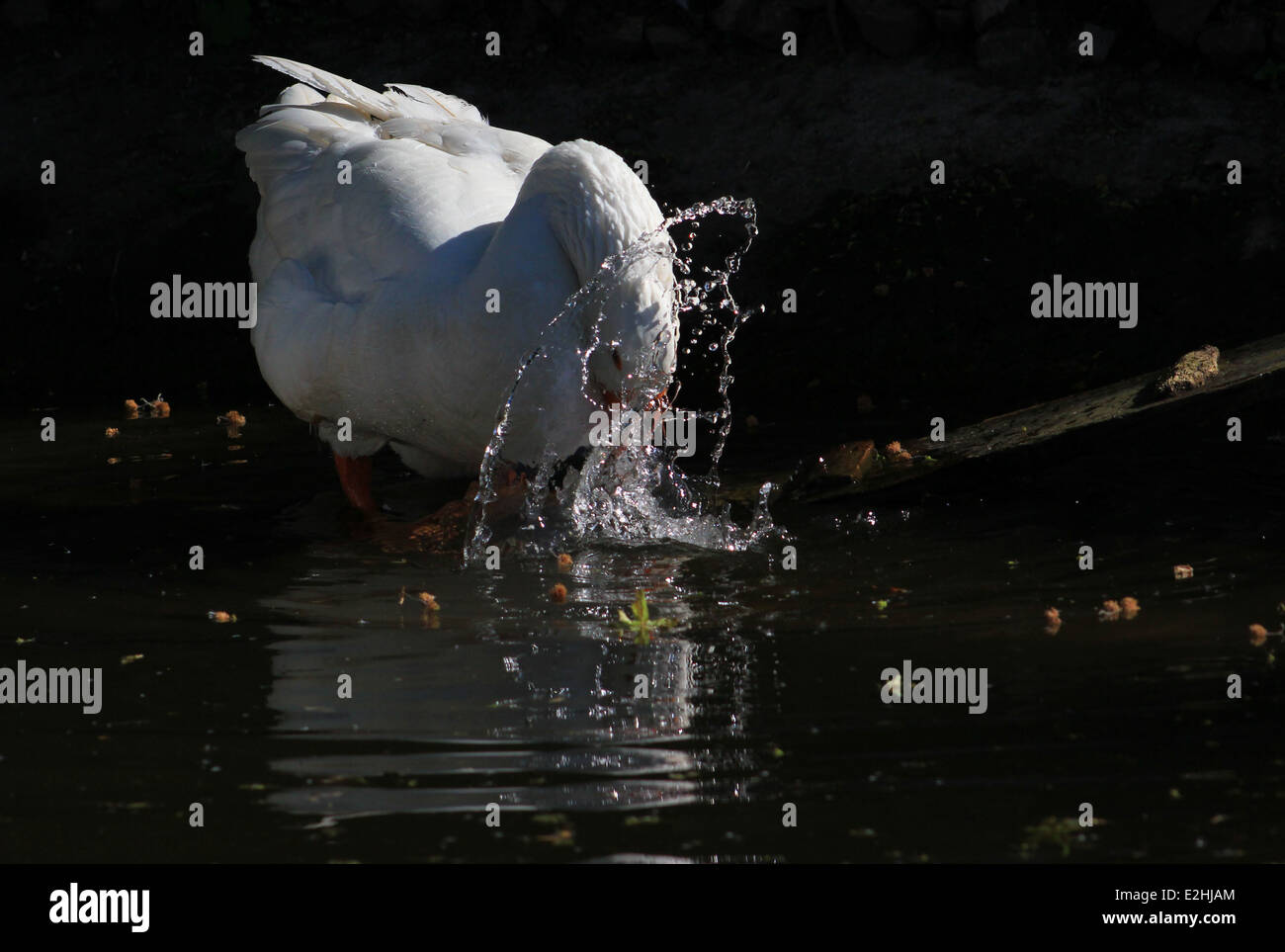 Domestic goose washing in Llangollen Canal Stock Photo - Alamy