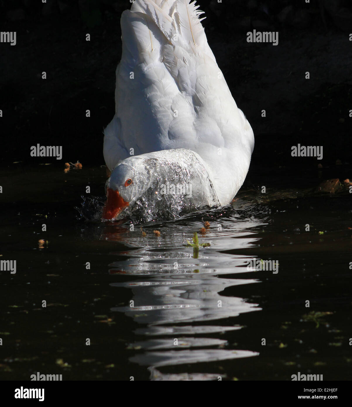 Domestic goose washing in Llangollen Canal Stock Photo - Alamy