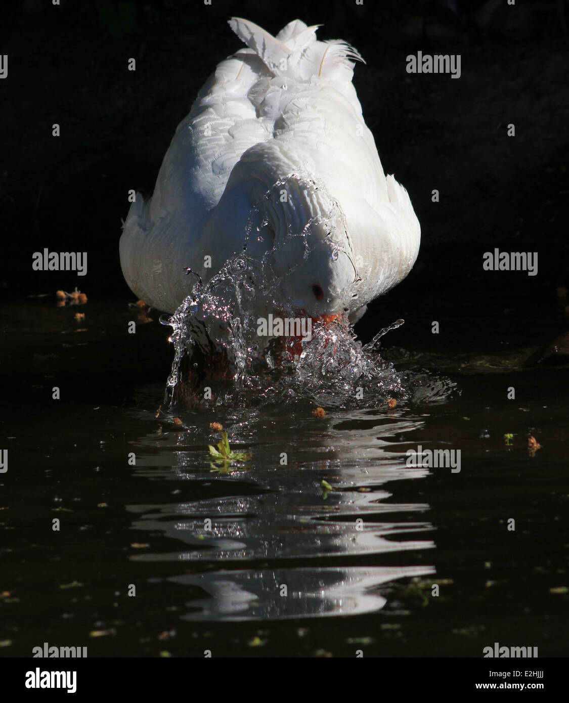 Domestic goose washing in Llangollen Canal Stock Photo - Alamy