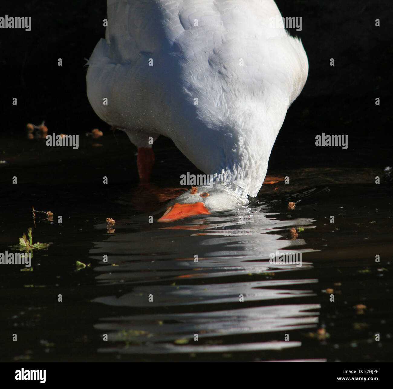 Domestic goose washing in Llangollen Canal Stock Photo - Alamy