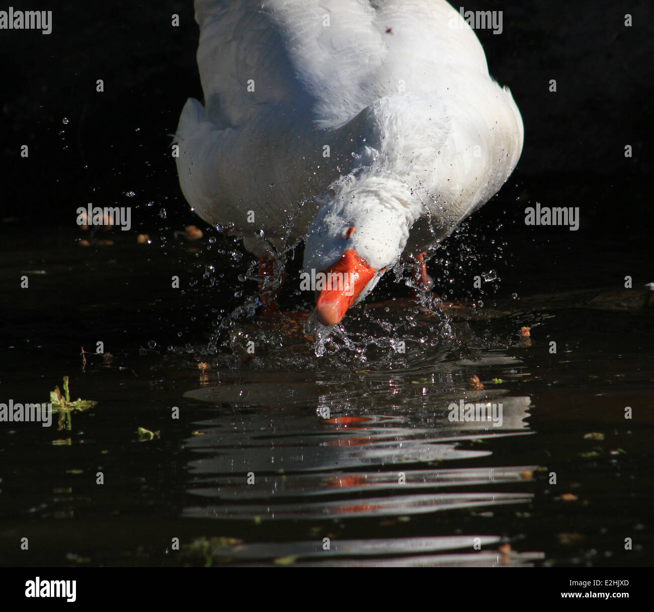 Domestic goose washing in Llangollen Canal Stock Photo - Alamy