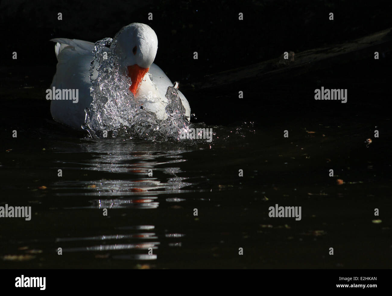 Domestic goose washing in Llangollen Canal Stock Photo - Alamy