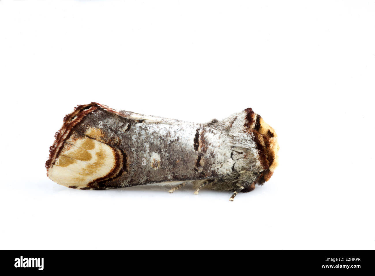 Buff tip moth- Phalera bucephala on white background Stock Photo - Alamy