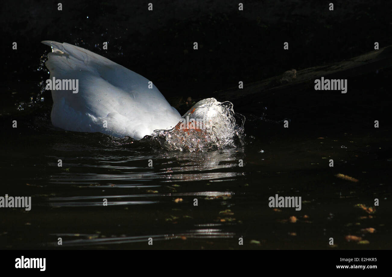 Domestic goose washing in Llangollen Canal Stock Photo - Alamy