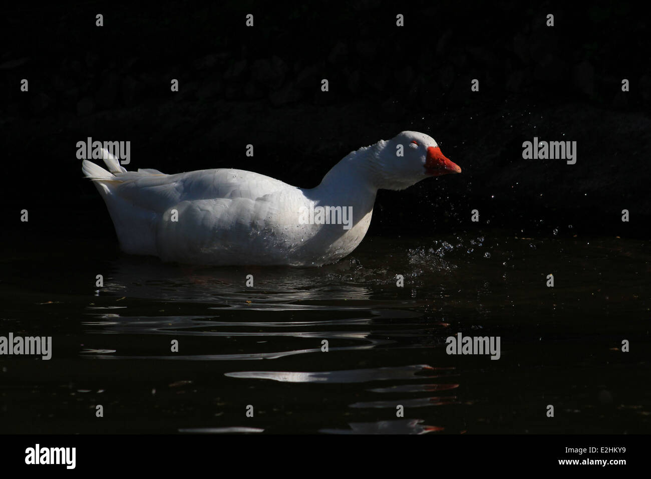 Domestic goose washing in Llangollen Canal Stock Photo - Alamy