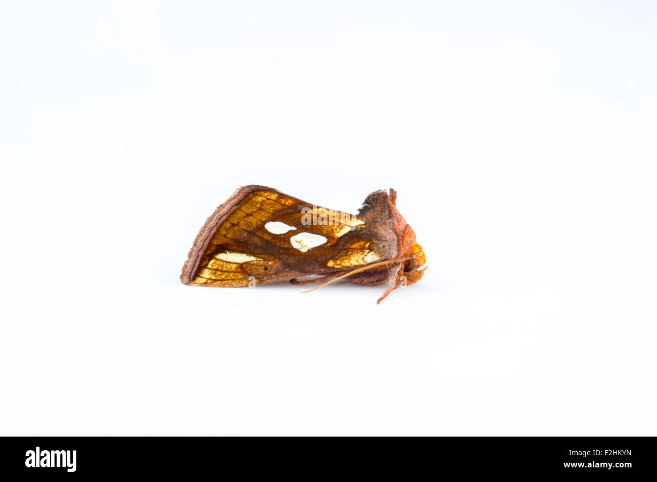 Gold Spot-Plusia festucae on white background Stock Photo - Alamy