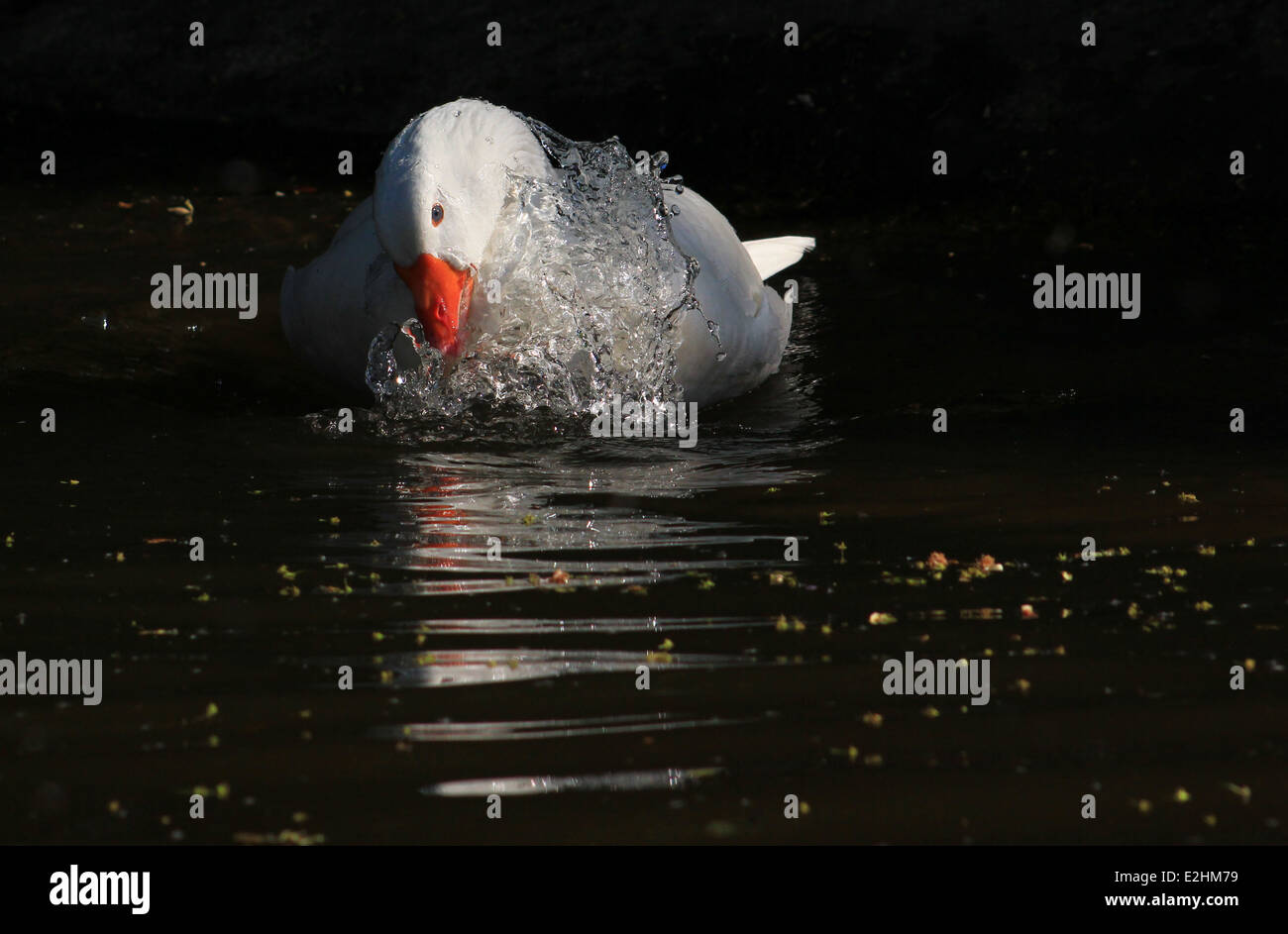 Domestic goose washing in Llangollen Canal Stock Photo - Alamy