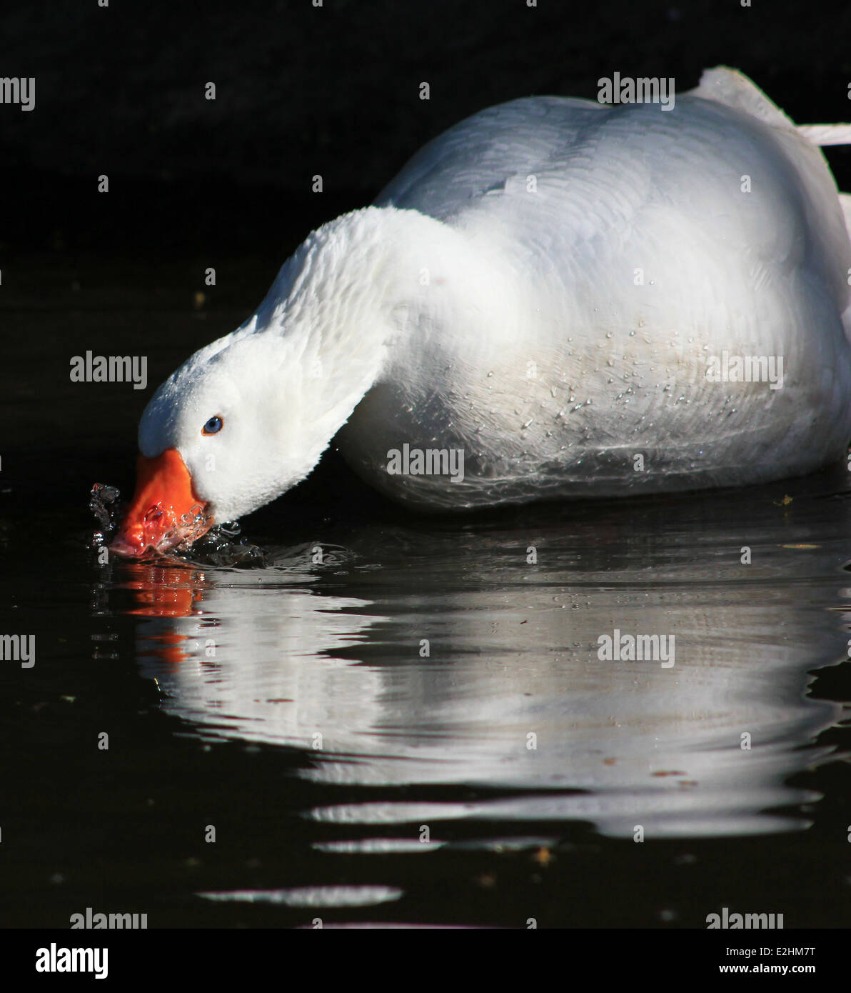 Domestic goose washing in Llangollen Canal Stock Photo - Alamy