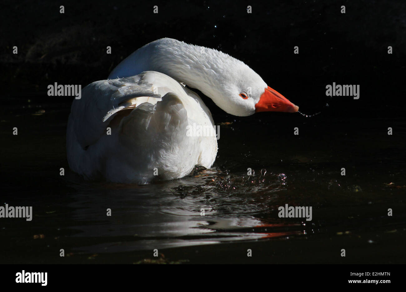 Domestic goose washing in Llangollen Canal Stock Photo - Alamy