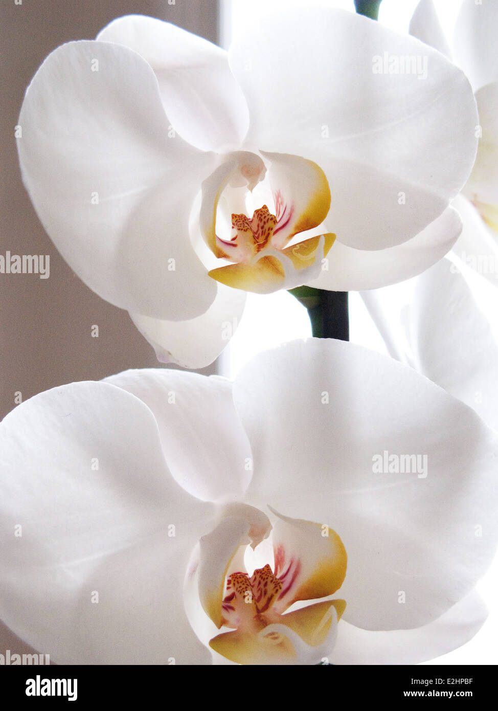 White orchids, close-up Stock Photo - Alamy