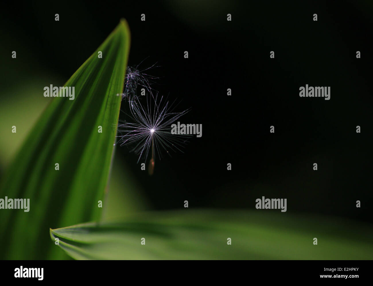 Lawn seed seeds hi-res stock photography and images - Alamy