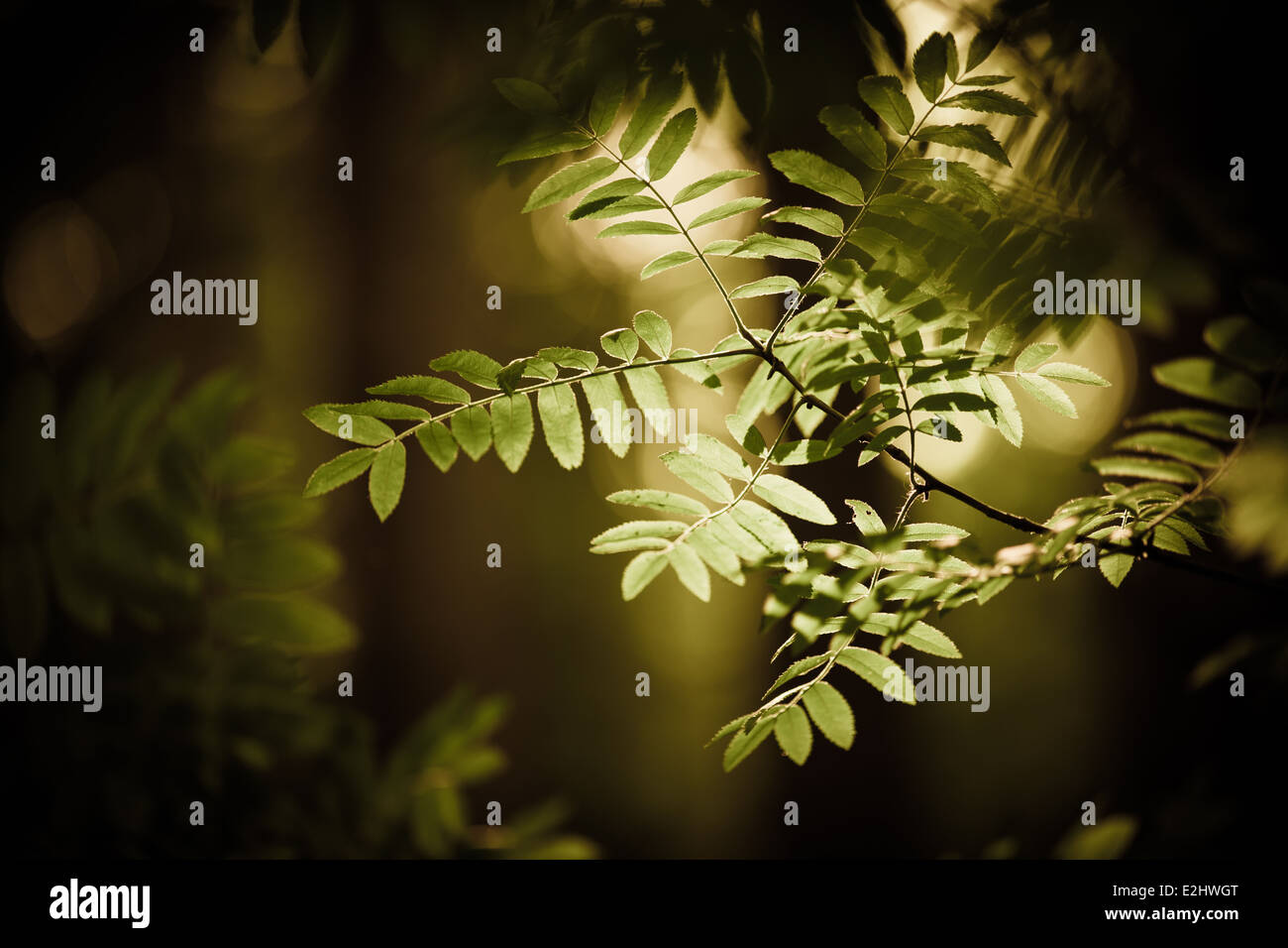 Tree leaves in an artistic light Stock Photo - Alamy