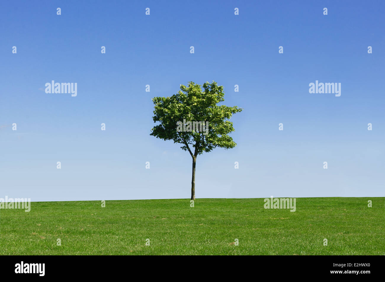 Tree with blue sky Stock Photo - Alamy
