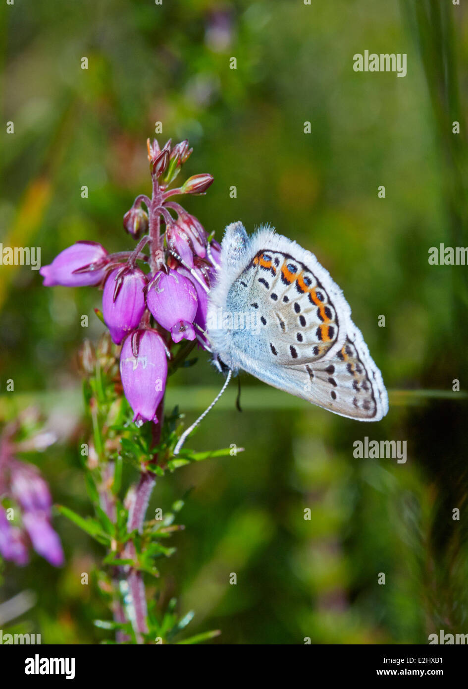 The silver studded blue hi-res stock photography and images - Alamy