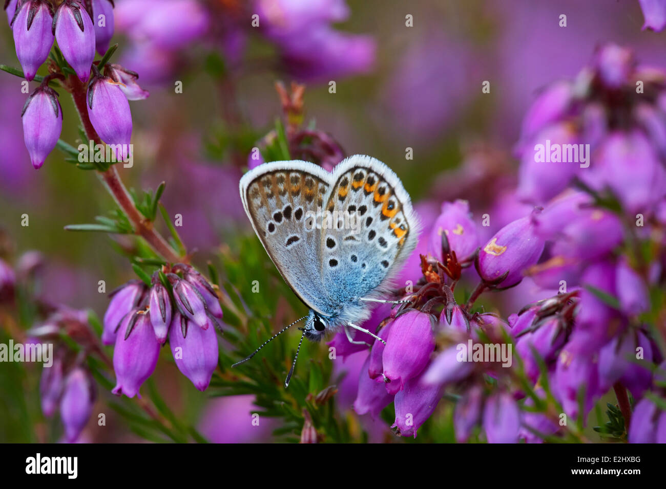 The silver studded blue hi-res stock photography and images - Alamy