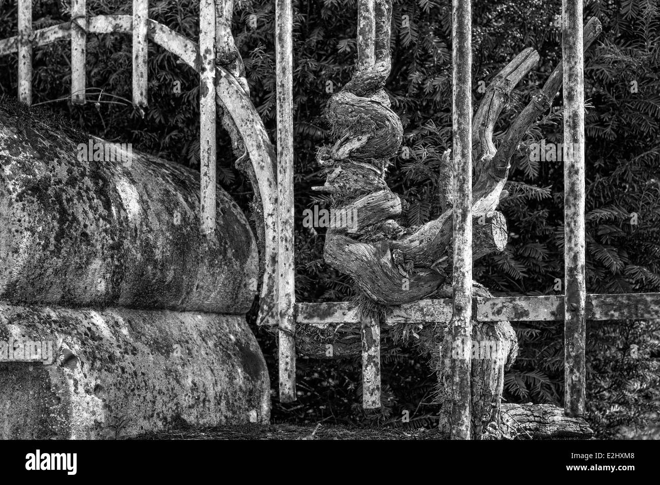 Root view Black and White Stock Photos & Images - Alamy