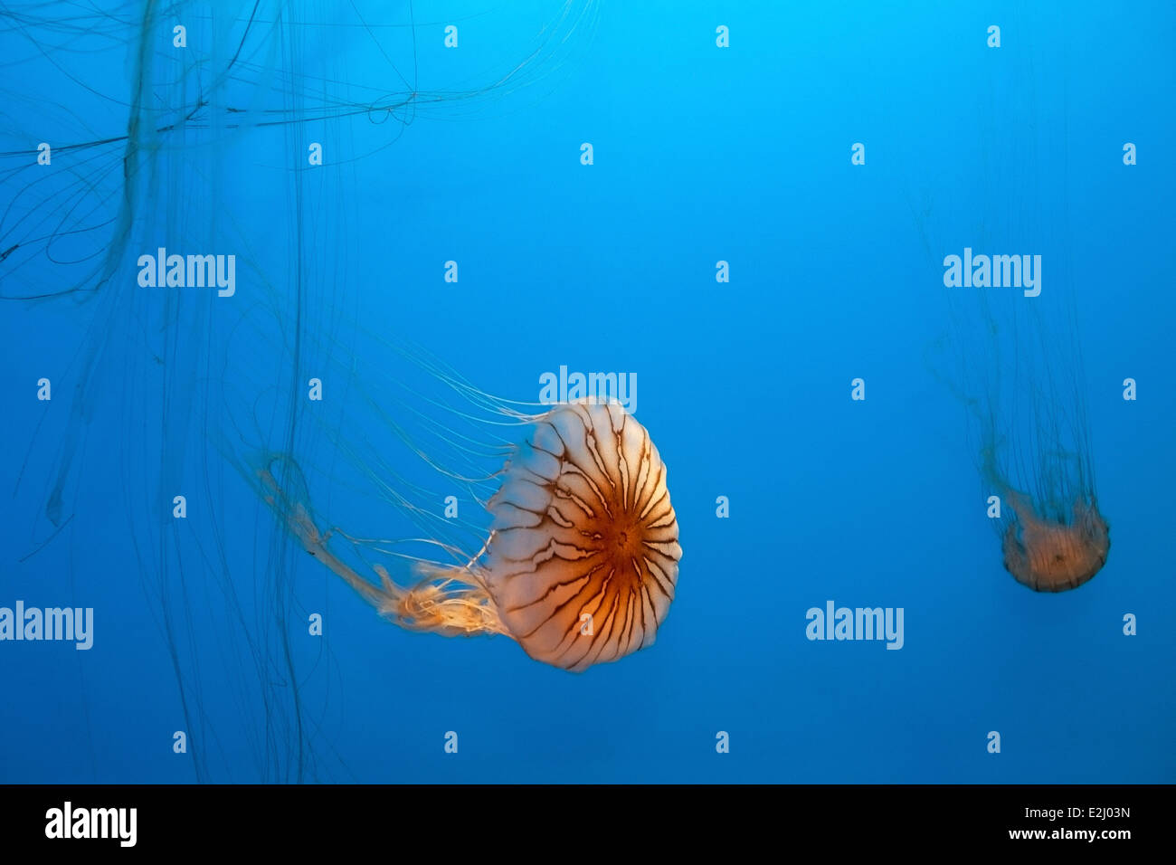 Phylum cnidaria jellyfish hi-res stock photography and images - Alamy