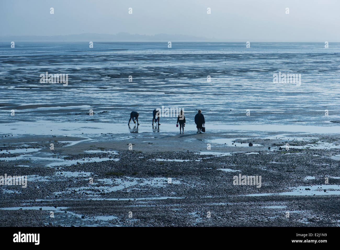 Woman Digging Clams High Resolution Stock Photography and Images - Alamy