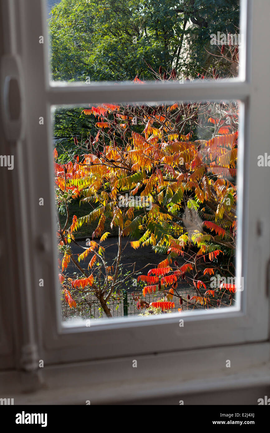 Tree displaying autumn colors, viewed through window Stock Photo - Alamy