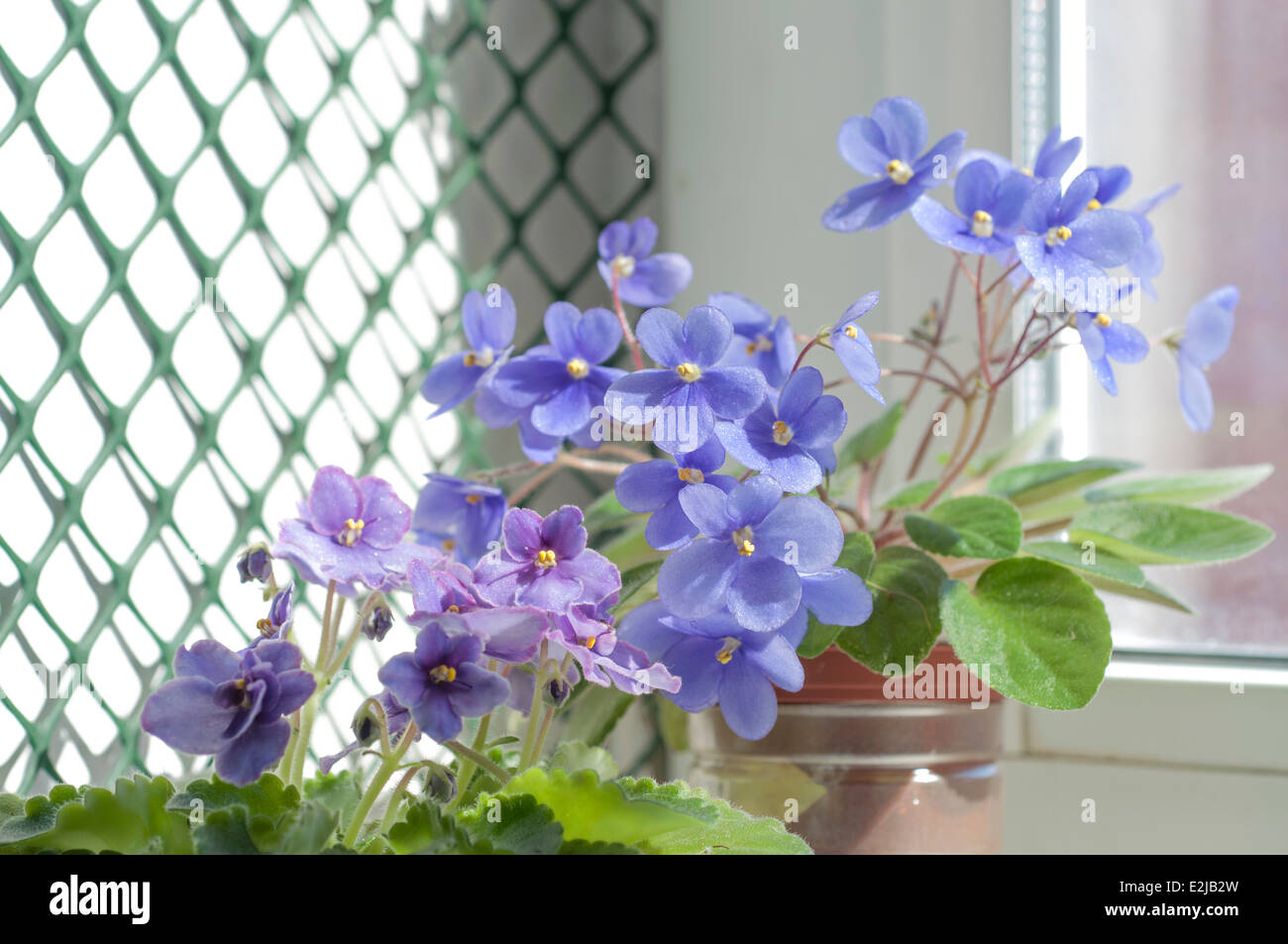 Beautiful violet flowers on a window-sill Stock Photo - Alamy