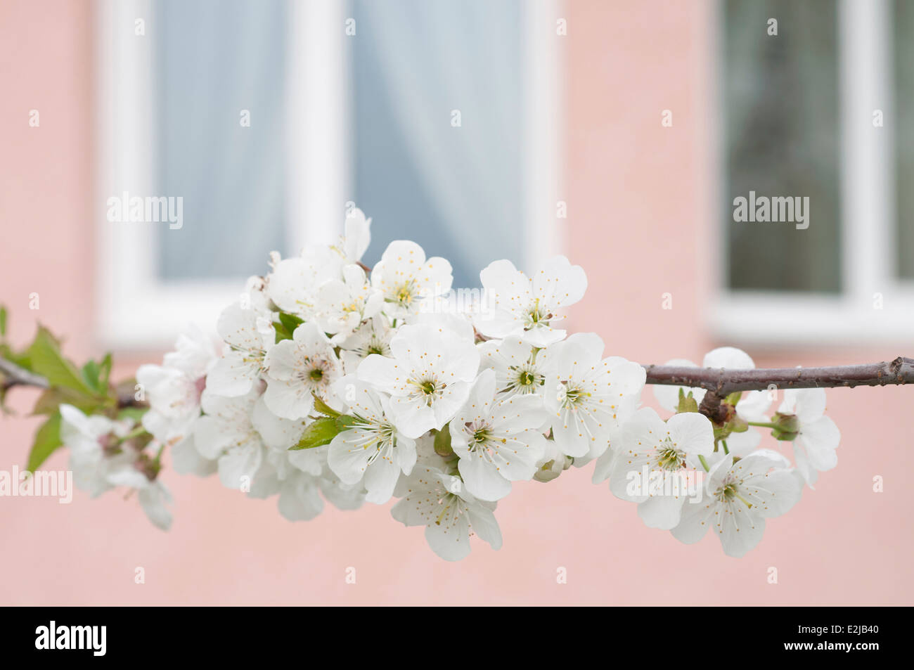 Cherry blossom tree depth of field hi-res stock photography and images ...