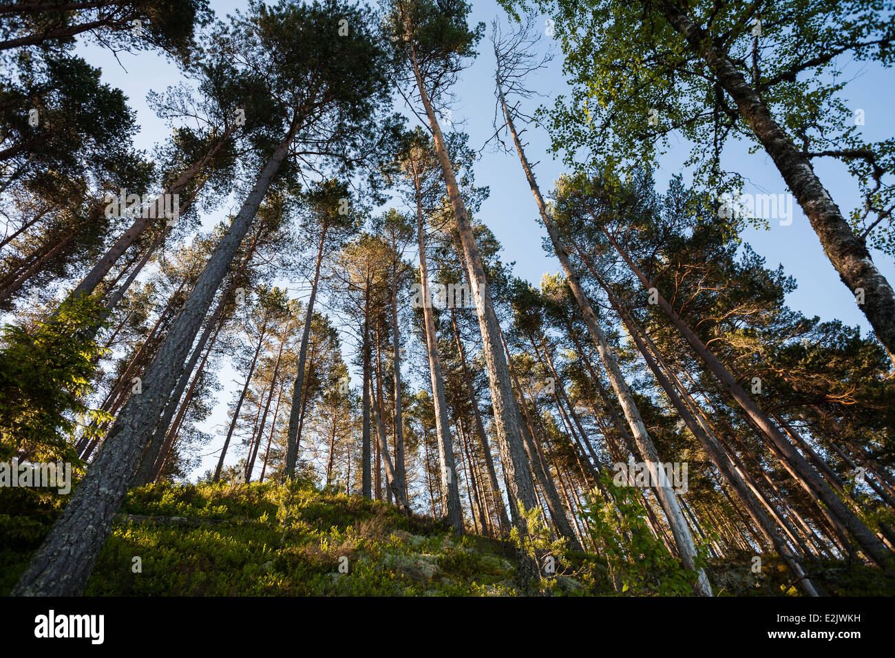 Stretch to the sky hi-res stock photography and images - Alamy