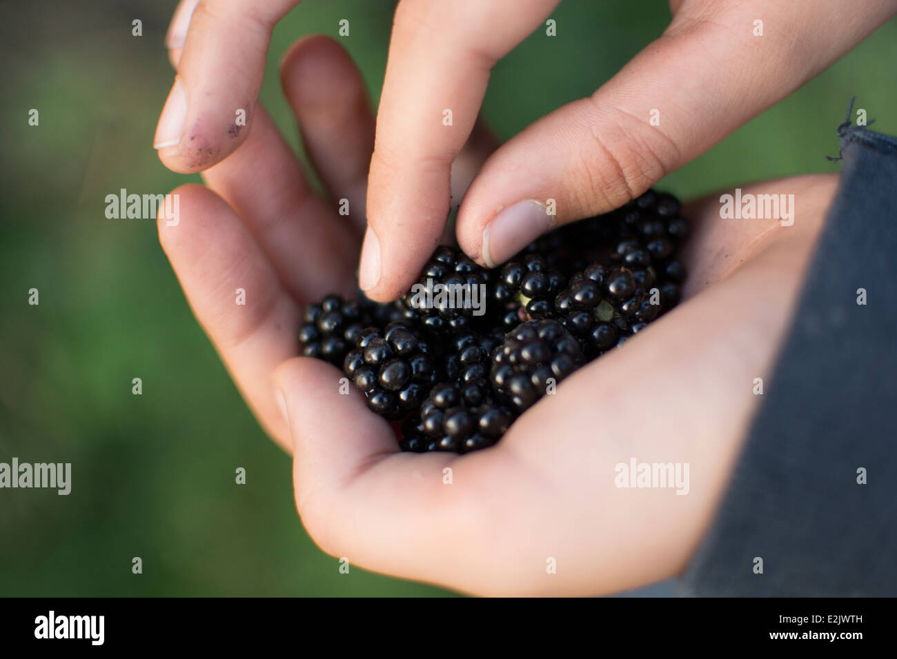 child blackberry picking in UK Stock Photo - Alamy