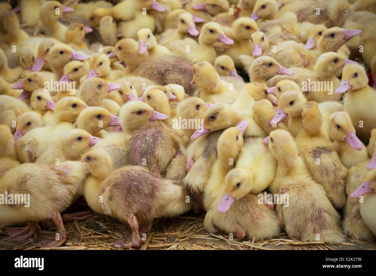 Livestock farming, many ducklings very close together Stock Photo - Alamy