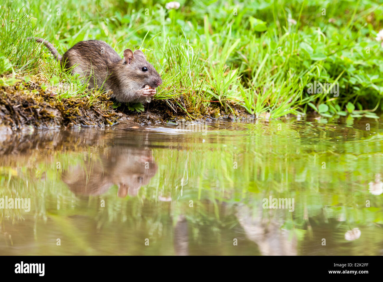 Reflection un the water hi-res stock photography and images - Alamy