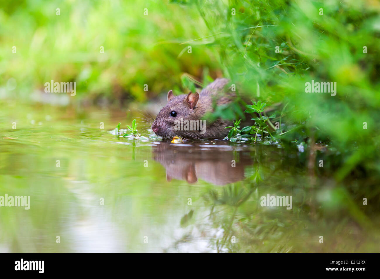 an rat drink water in the lake of the park Stock Photo - Alamy