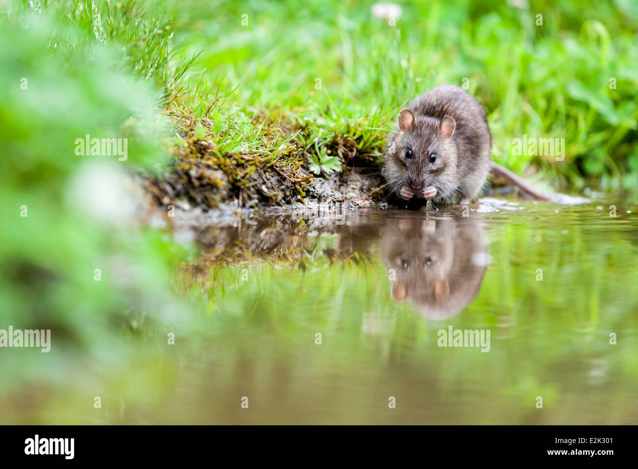 an rat drink water in the lake of the park Stock Photo - Alamy