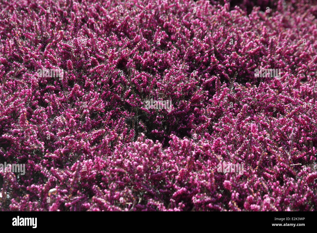 Erica x darleyensis 'Kramers Rote' close up of flowers Stock Photo - Alamy