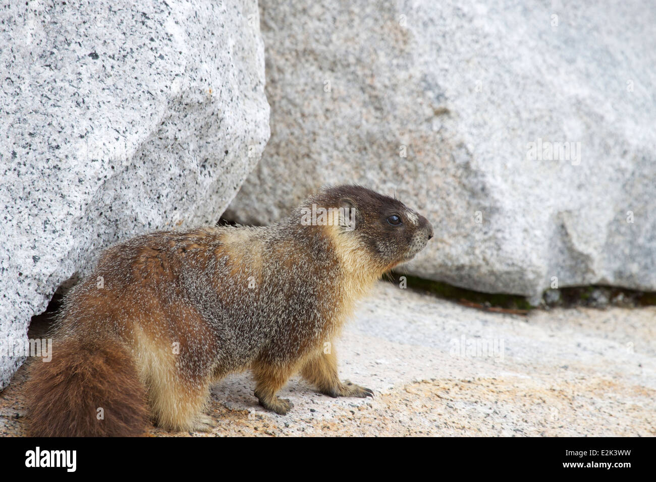 A wild Yellow bellied Marmot ( Marmota flaviventrisin ) the rocks at ...