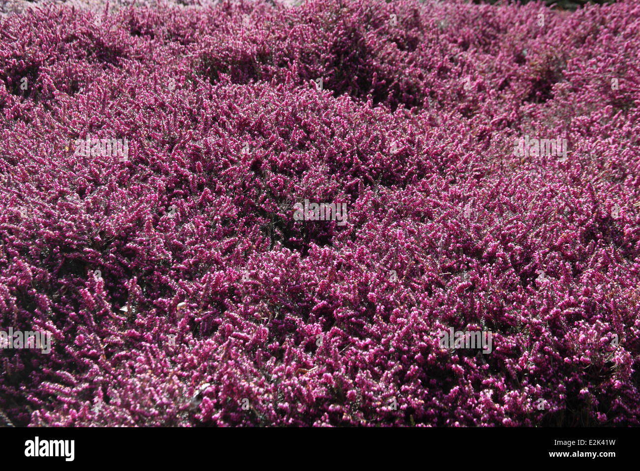 Erica x darleyensis 'Kramers Rote' bed in flower Stock Photo - Alamy