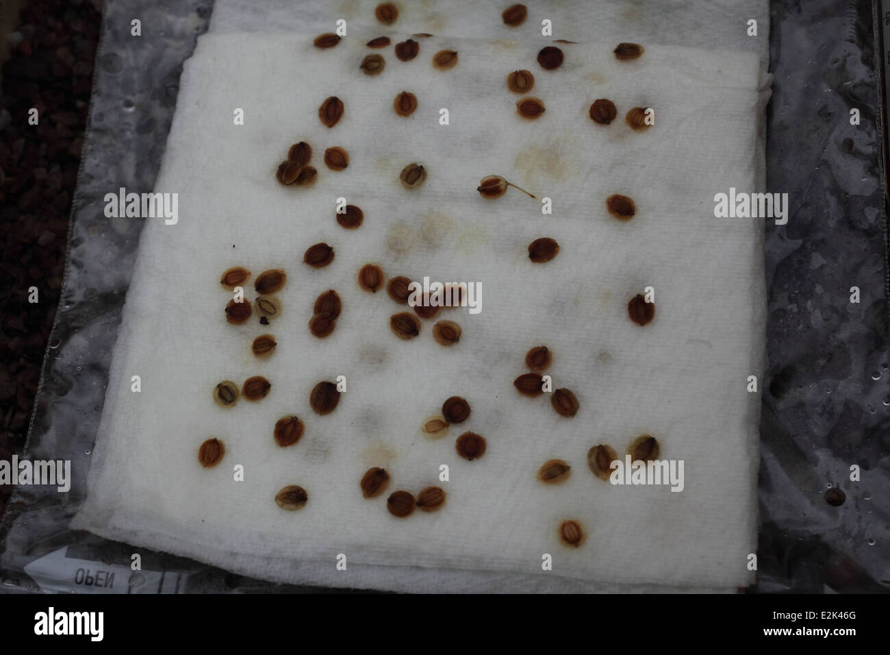 Germinating parsnip seeds hi-res stock photography and images - Alamy