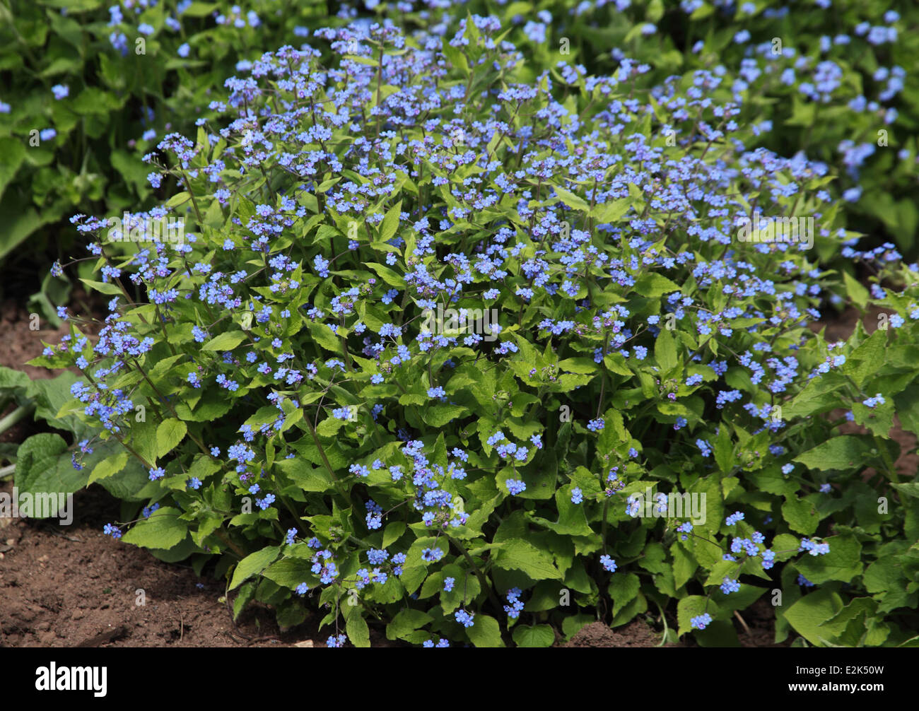 Brunnera plant hi-res stock photography and images - Alamy
