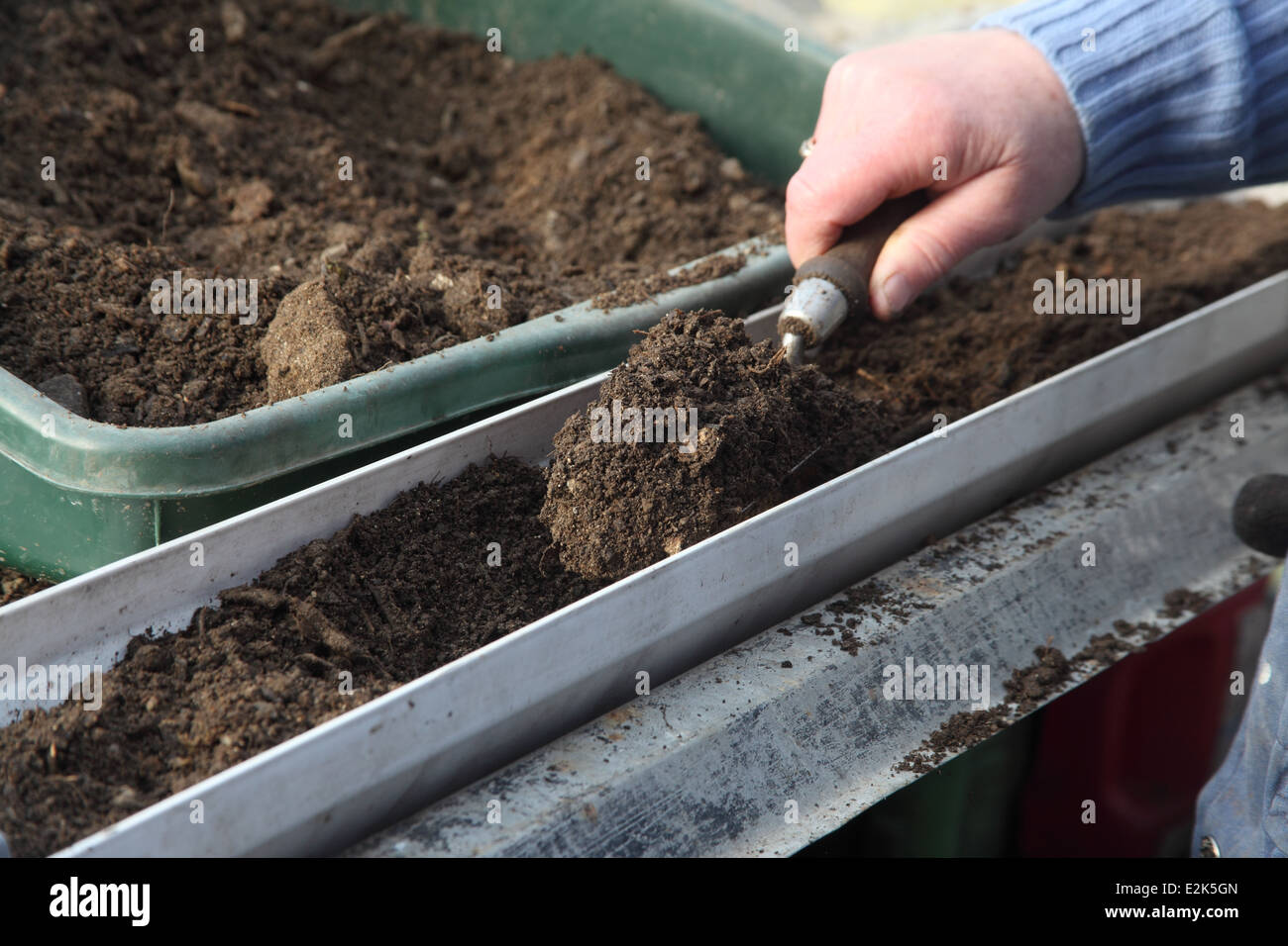 Planting pre germinated pea seeds step 1 fill the length of guttering ...