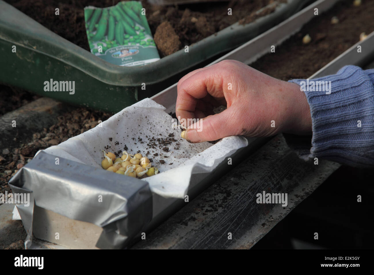 Planting pre germinated pea seeds step3 space out the seeds about 5cms ...