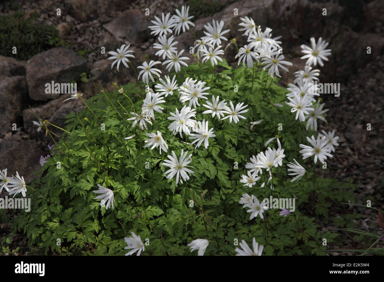 Anemone blanda white splendour plants hi-res stock photography and ...